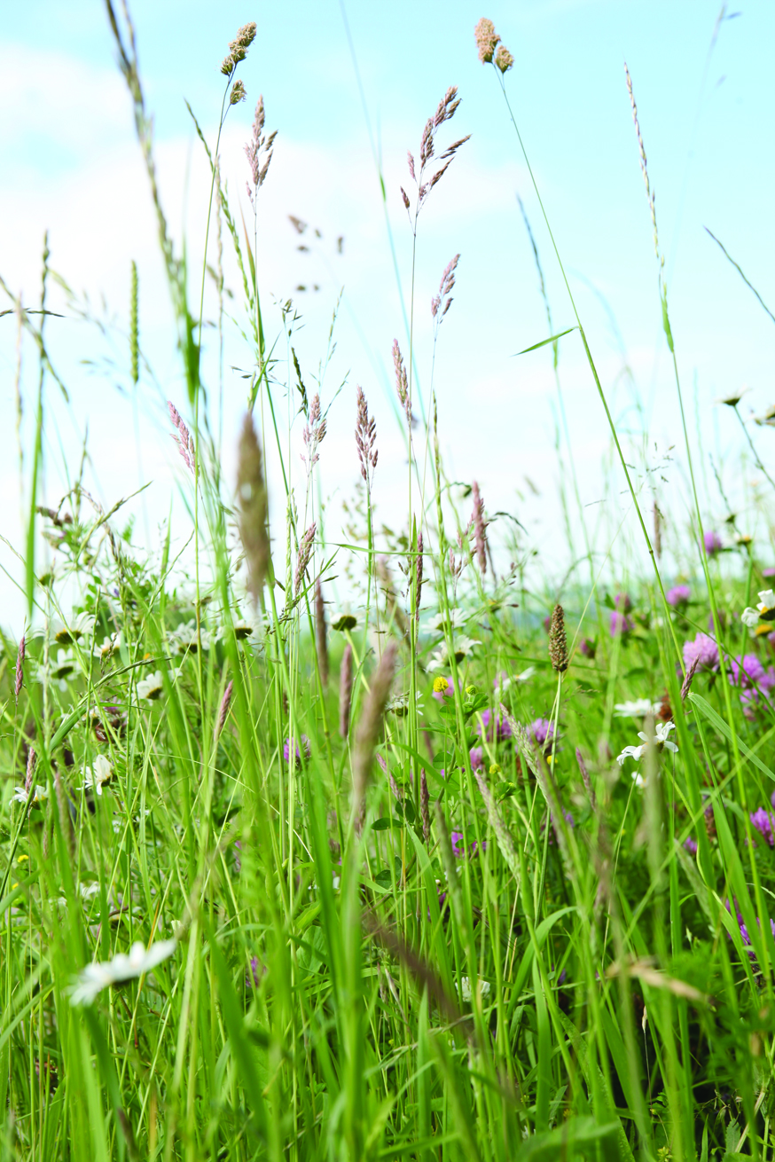 Managing farmland for pollinators - Agricology