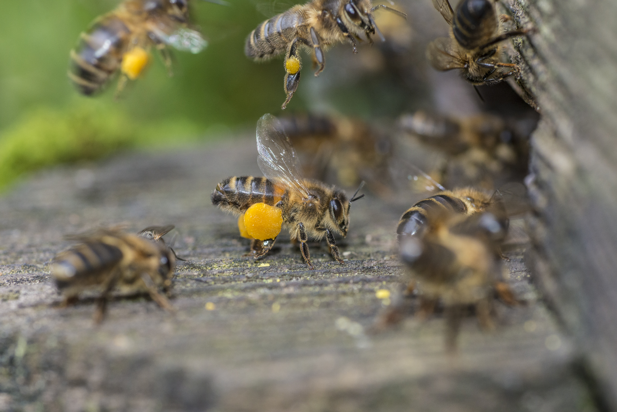 The importance of bees and other insect pollinators - Agricology