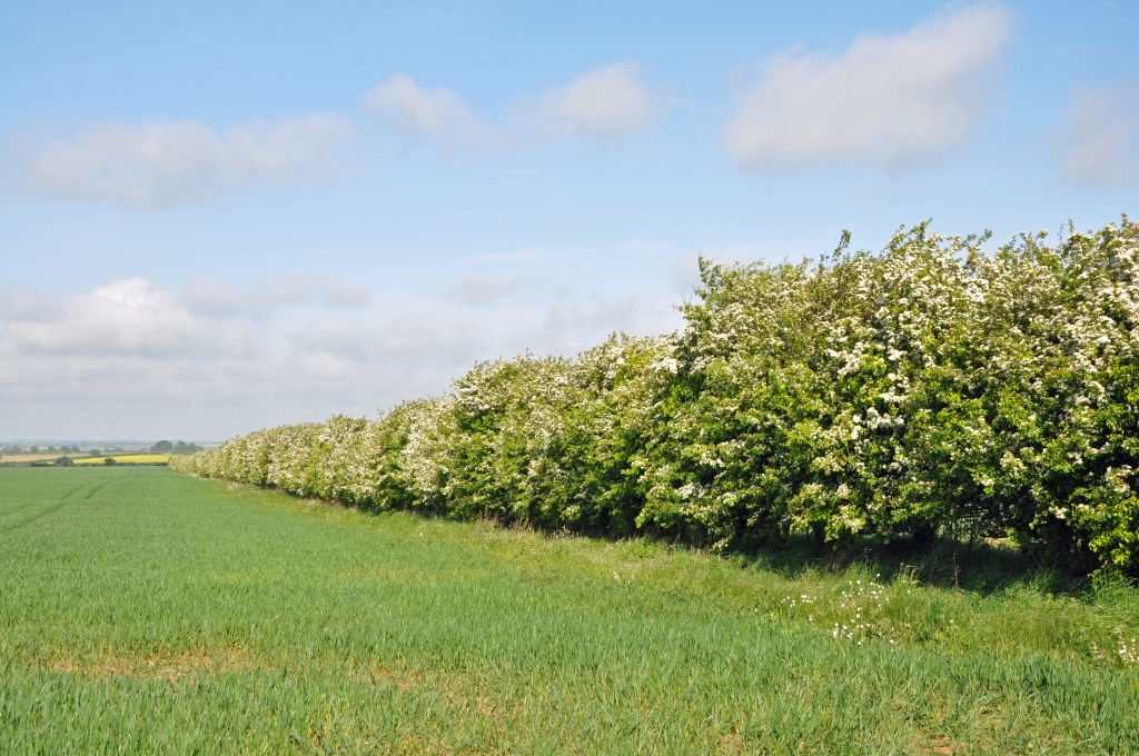 Managing hedges to benefit pollinators - Agricology