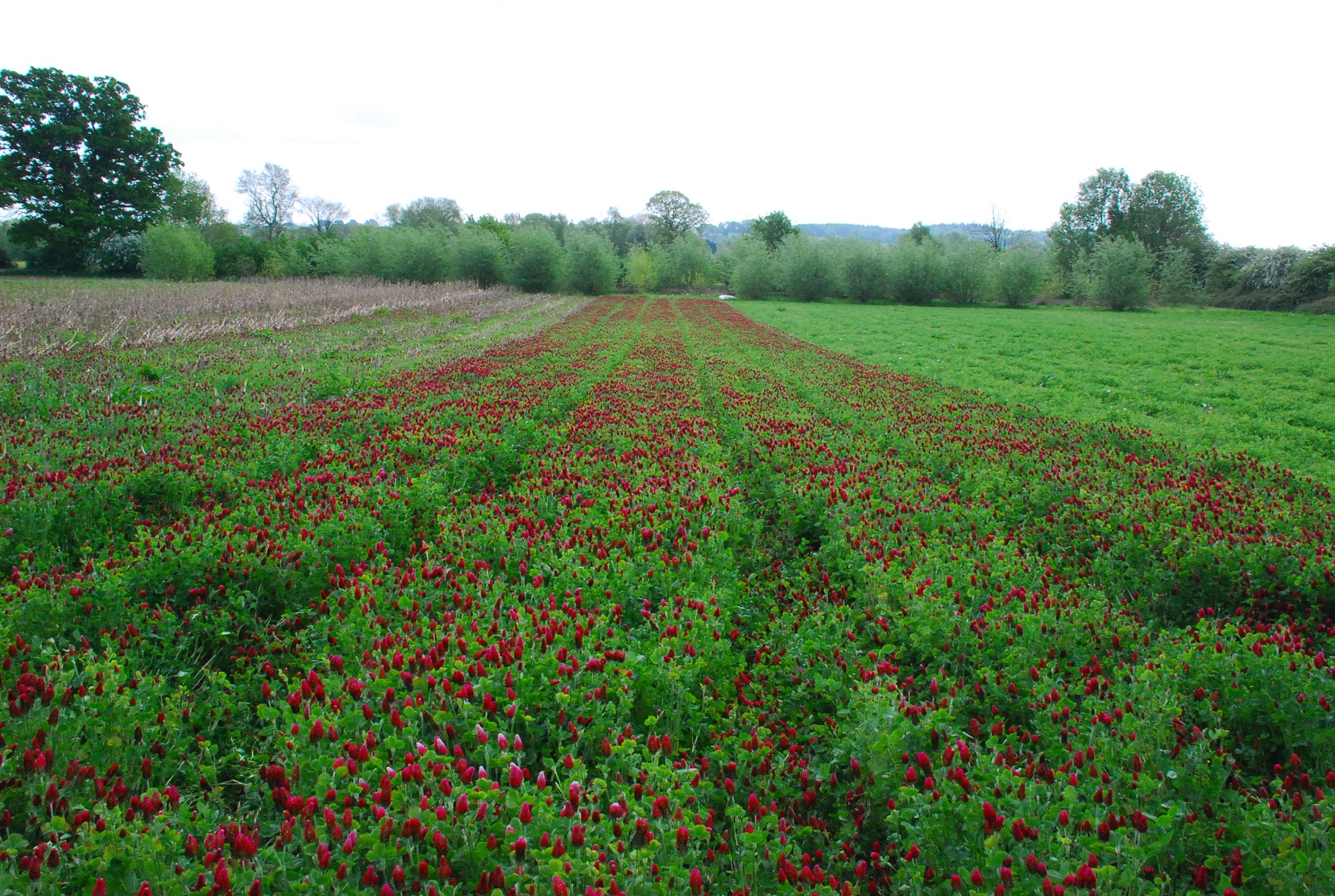 Fertility building leys - Agricology