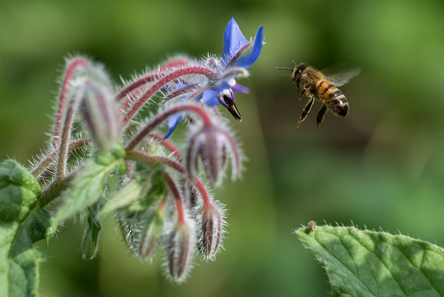 Study shows bee-friendly crops create a hungry gap for rarer bees ...