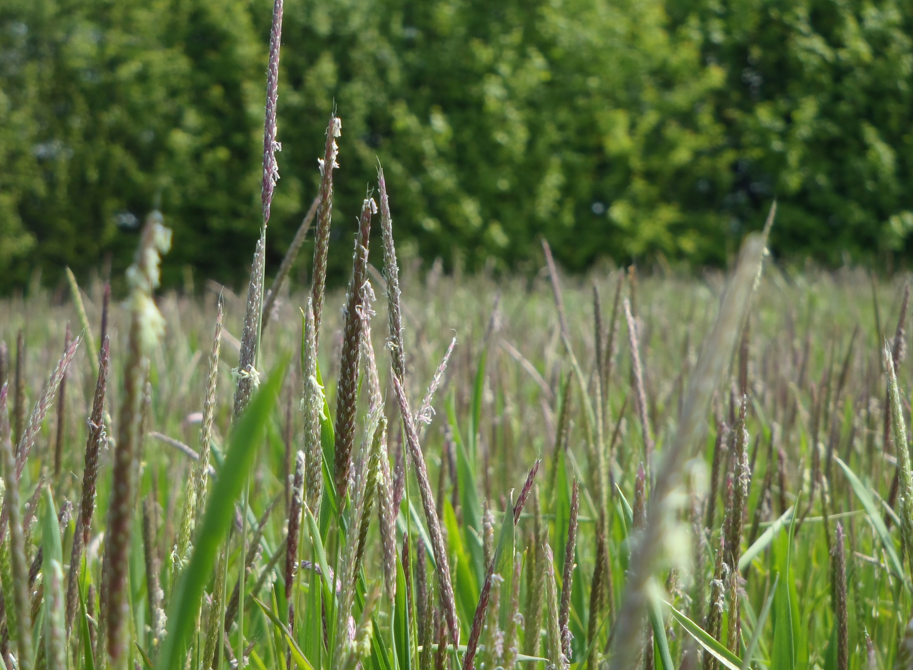 Black grass the potential of non chemical control Agricology