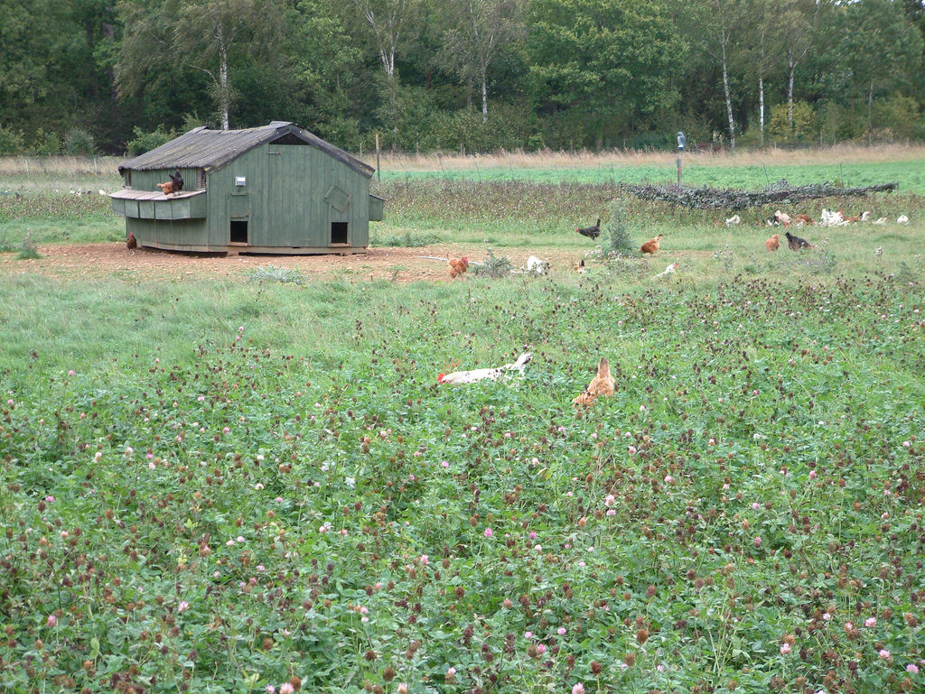 Poultry Management - Agricology