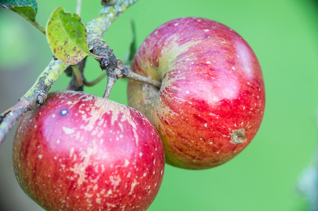 Traditional orchards: maintenance pruning - Agricology