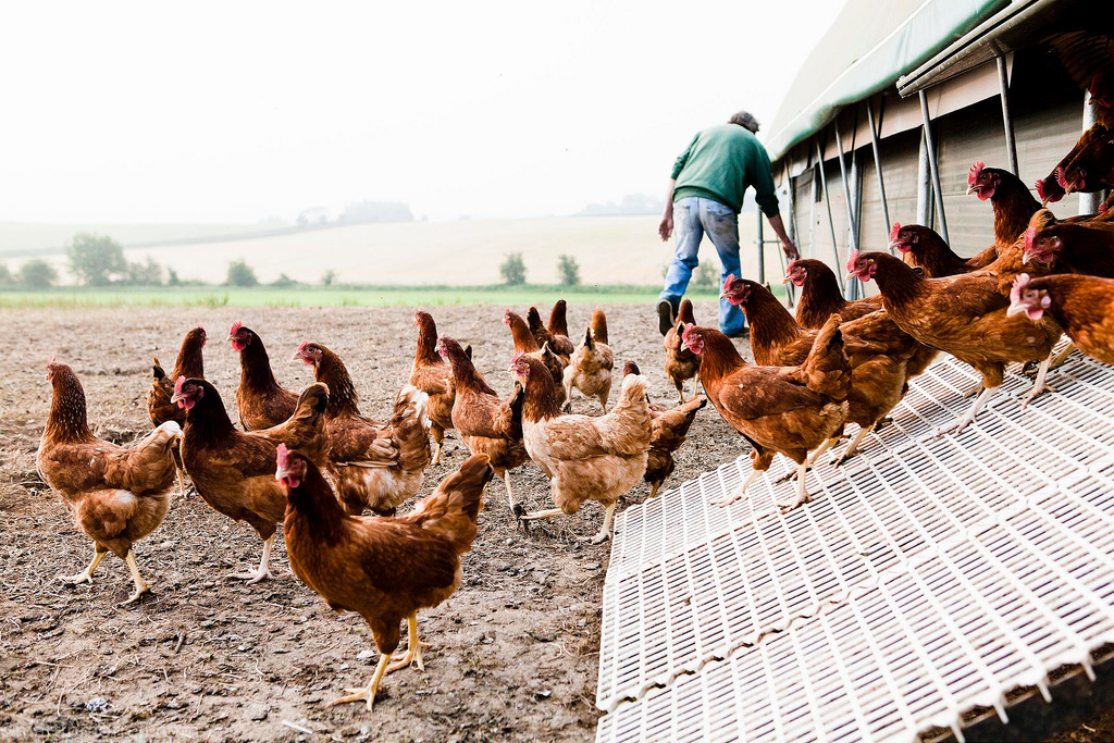 A Woodland Trust guide to tree planting for free range poultry - Agricology
