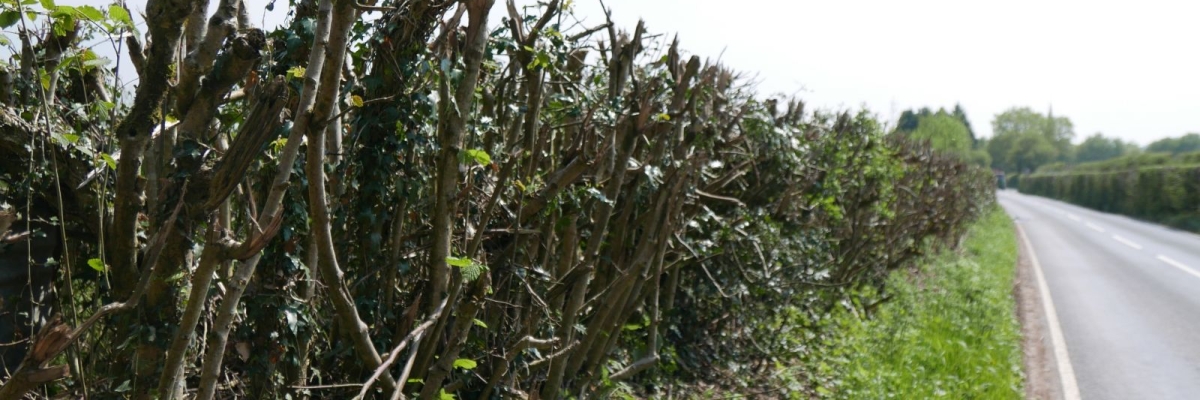 May's green corridors - Agricology