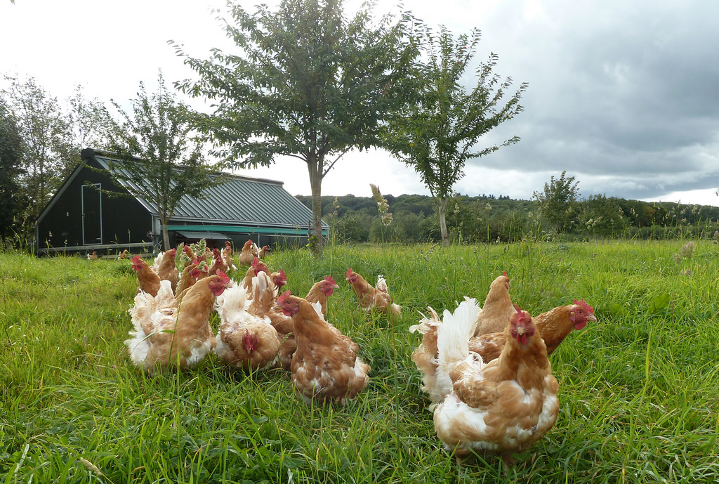 Fulfilling 100% organic poultry diets: Roughage & foraging from the ...
