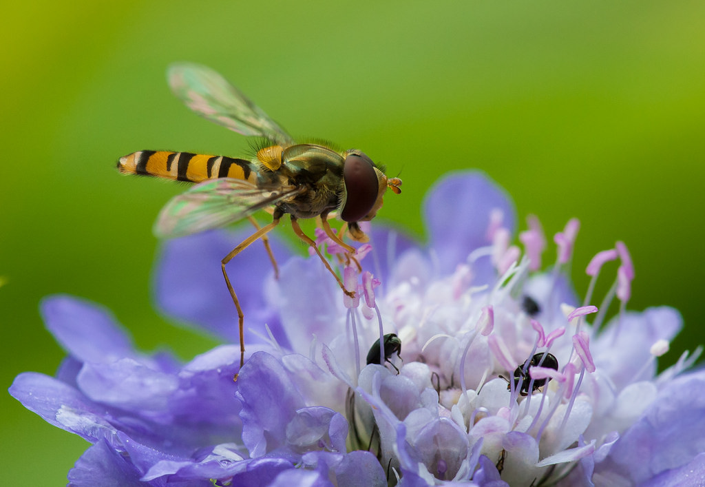 How to encourage pollinators - Agricology
