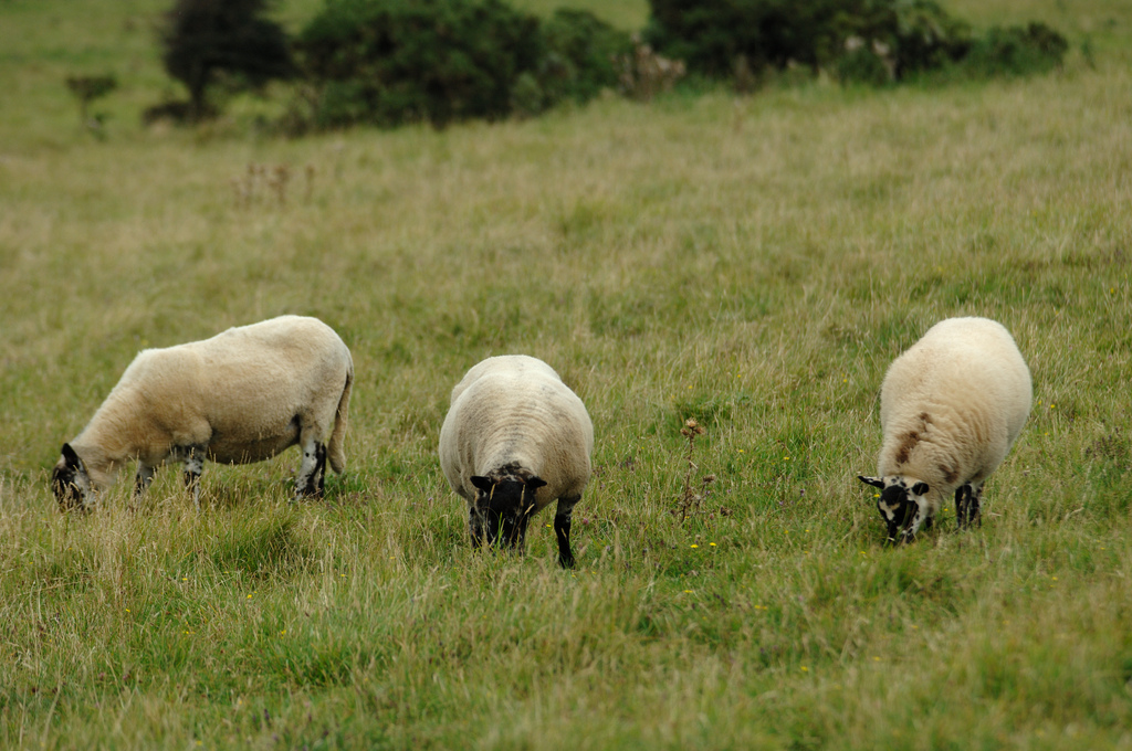 Organic Beef and Sheep Nutrition - Agricology