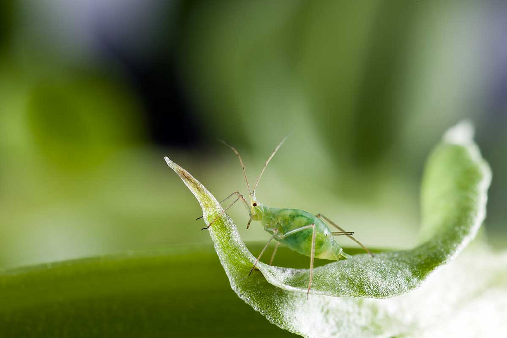 Sustainable Control of Crop Pests - Agricology