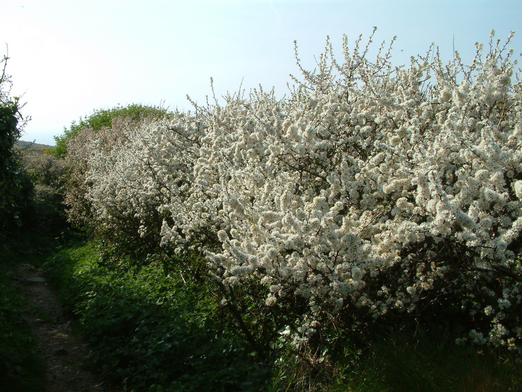 Hedgerows and Hedgerow Trees - Agricology