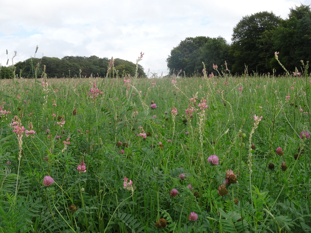 Moving to a forage-based system - Agricology