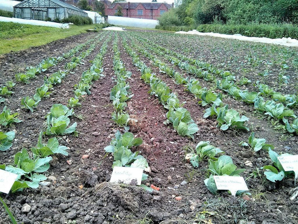 Peat-free woodchip compost for growing media - Agricology