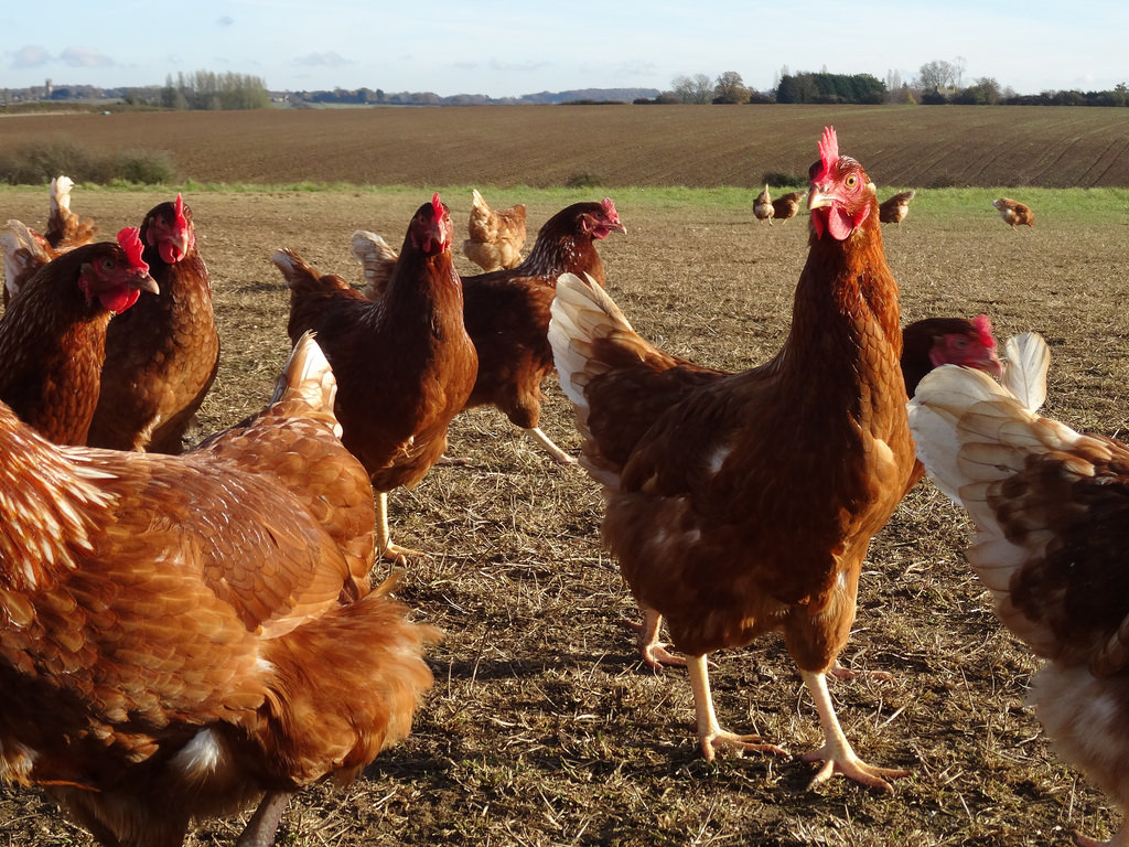 Sustainable options for producing home-grown organic poultry feed ...