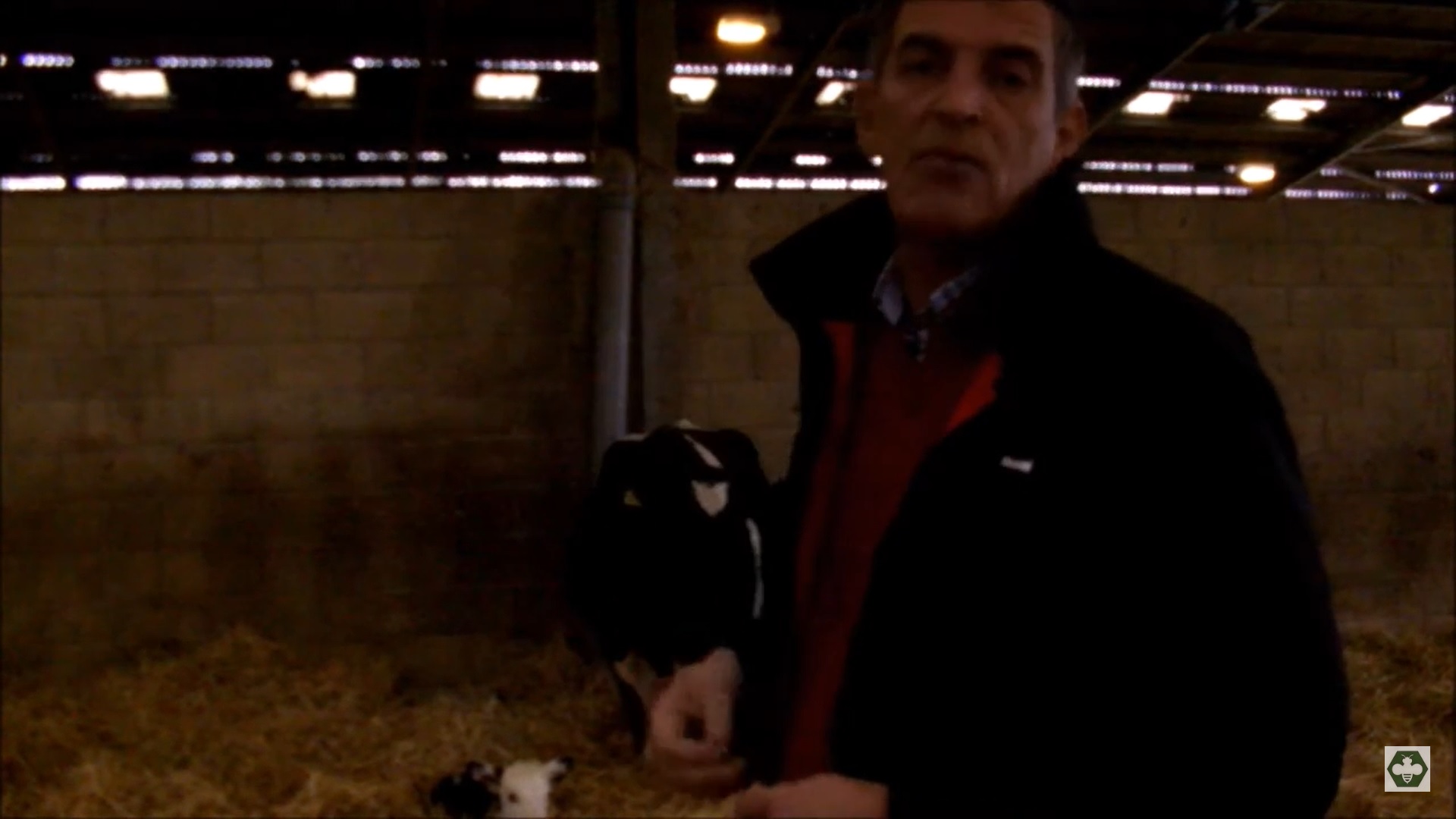 Rearing dairy cattle - Agricology