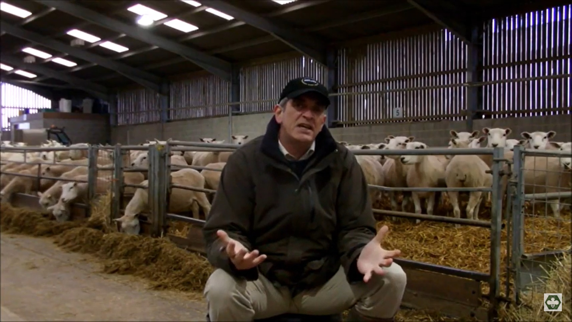 Housing and Shearing Sheep in January - Agricology