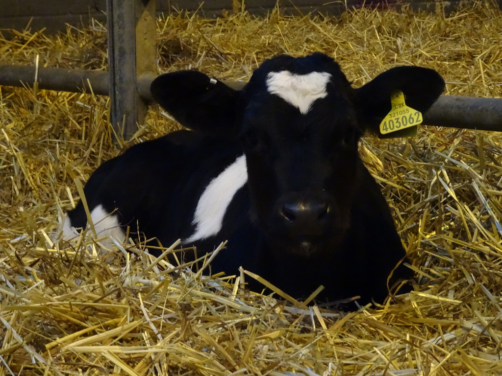 Cattle lameness and digital dermatitis - Agricology