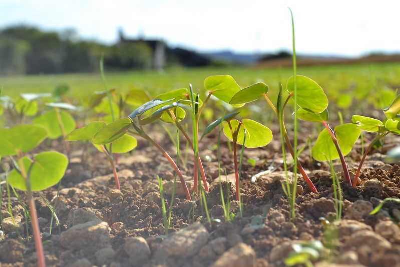 Companion crops are a farmer’s friend - Agricology