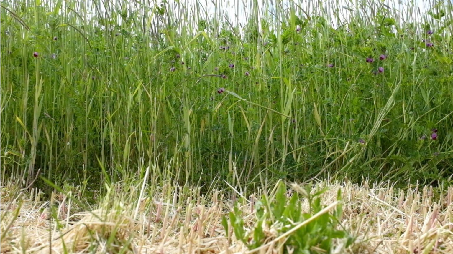 Companion crops are a farmer’s friend - Agricology