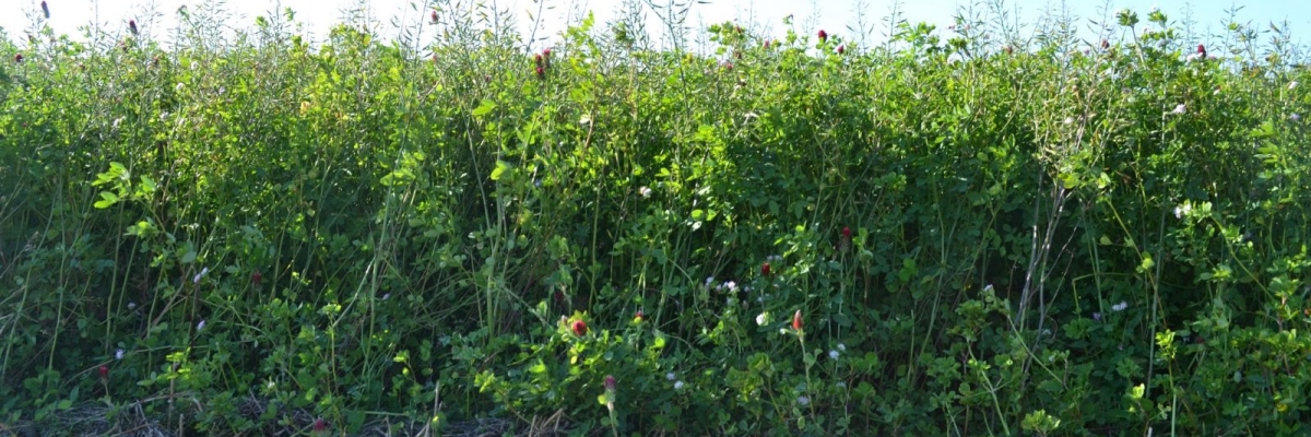 Companion crops are a farmer’s friend - Agricology