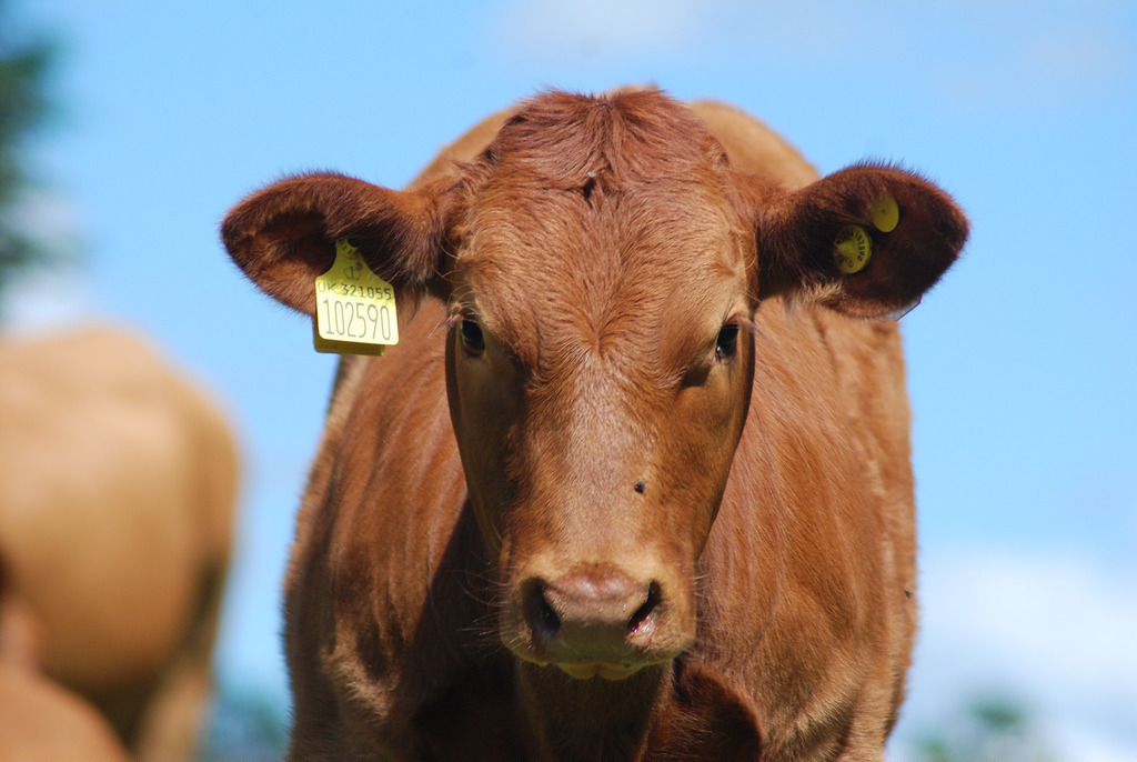 The basic low-cost infrastructure for mob-grazing cattle on 900 acres ...