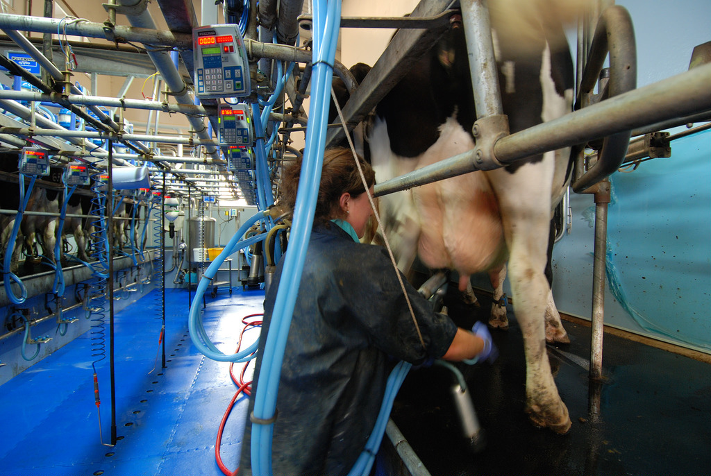 Improving the targeting of mastitis treatments - Agricology