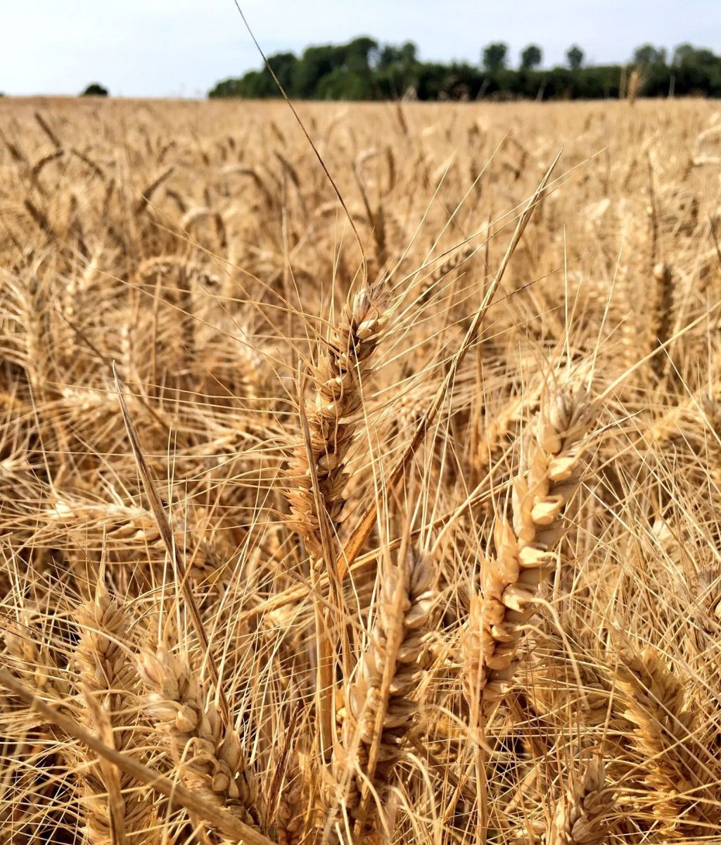 Innovative organic wheat variety helps baker produce sustainable loaf ...