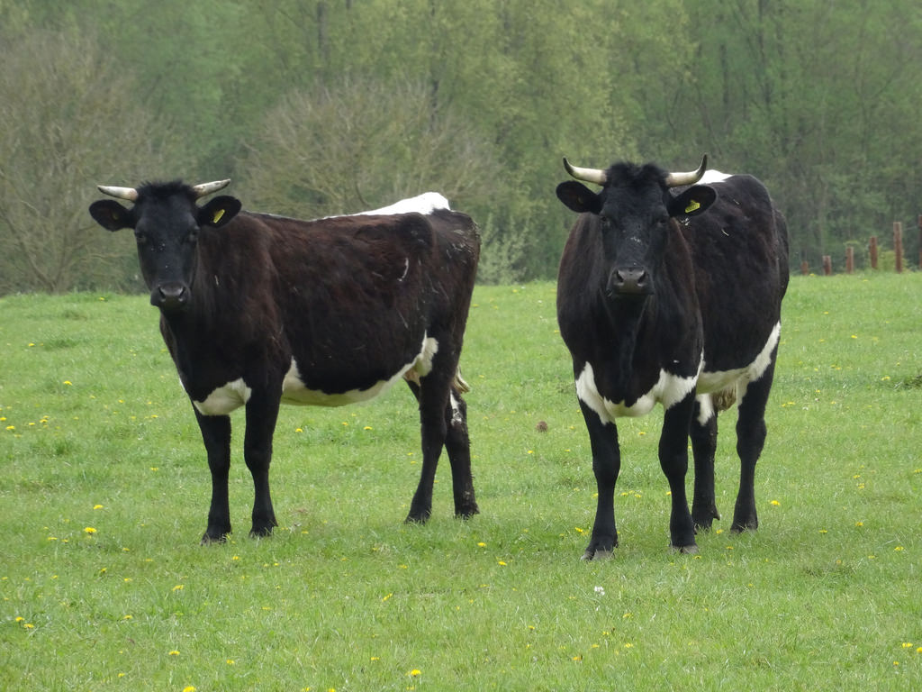 Breeding cows suitable for low-input and organic dairy systems - Agricology