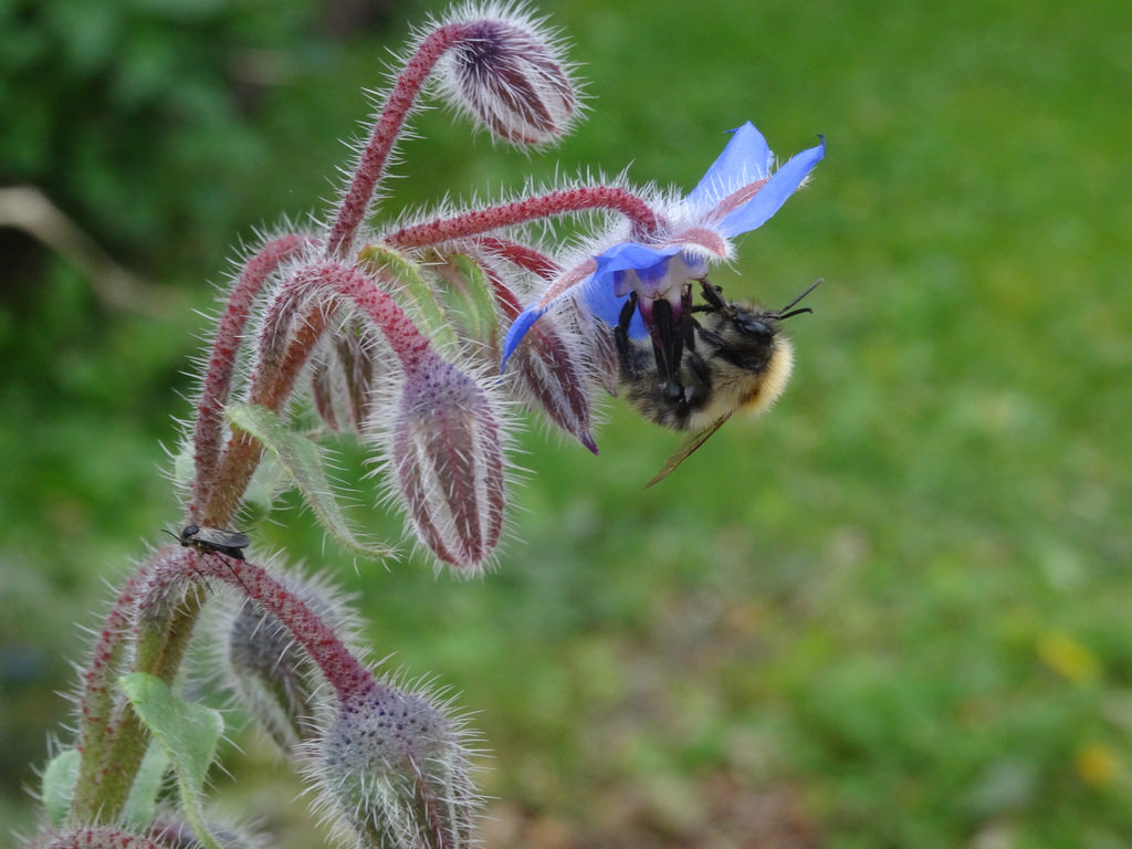 Wild Pollinator Farm Health Check - Agricology