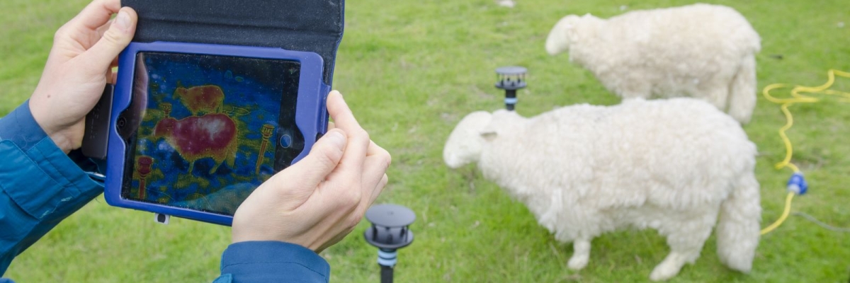 How can two sheep shape the future of your farm? - Agricology