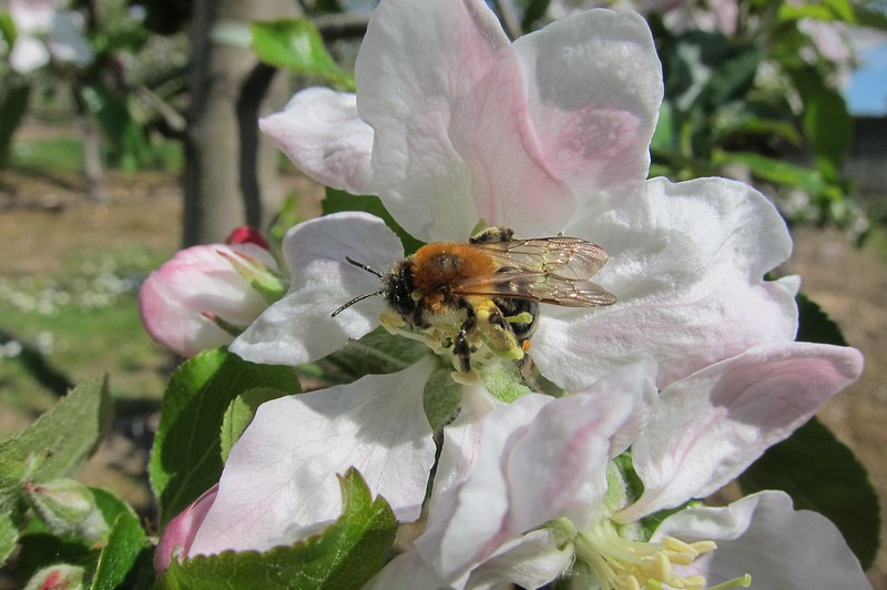 Pollination of UK apples: who is doing all the work? - Agricology