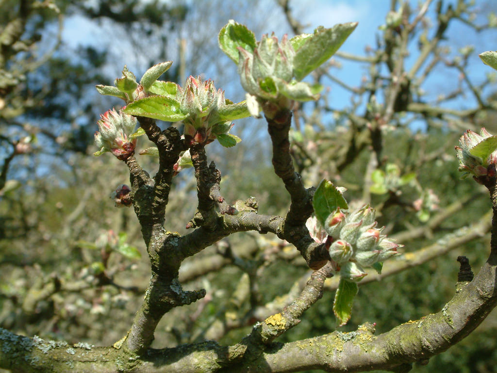 Trees in Orchards - Agricology