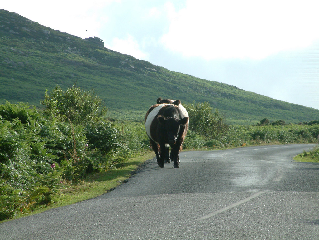 Rare and Native Breeds - Agricology