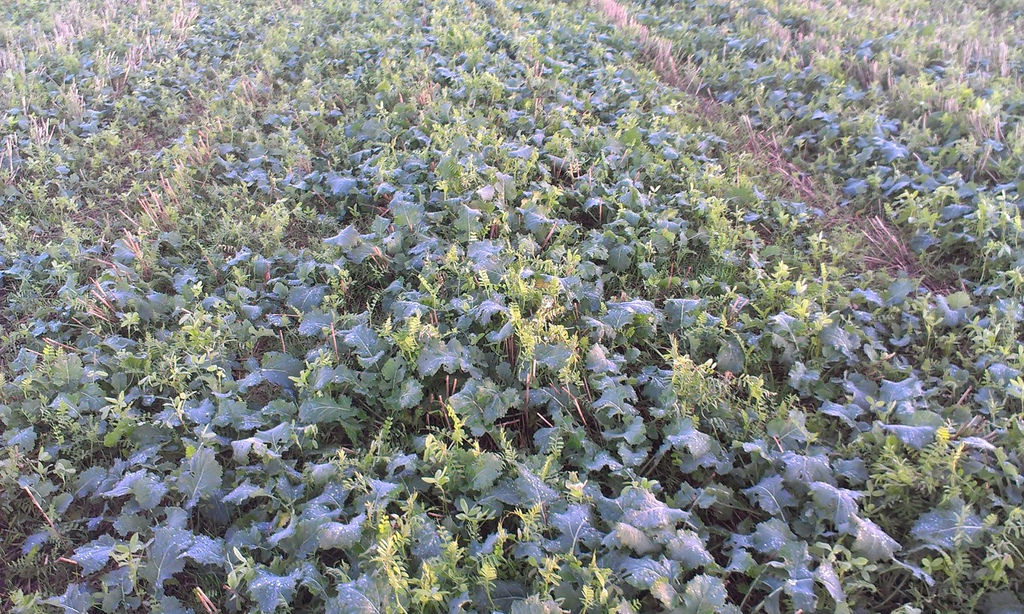 Companion cropping - Agricology