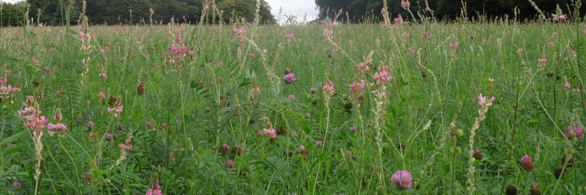 Mixing it Up: Leys, livestock and arable - Agricology