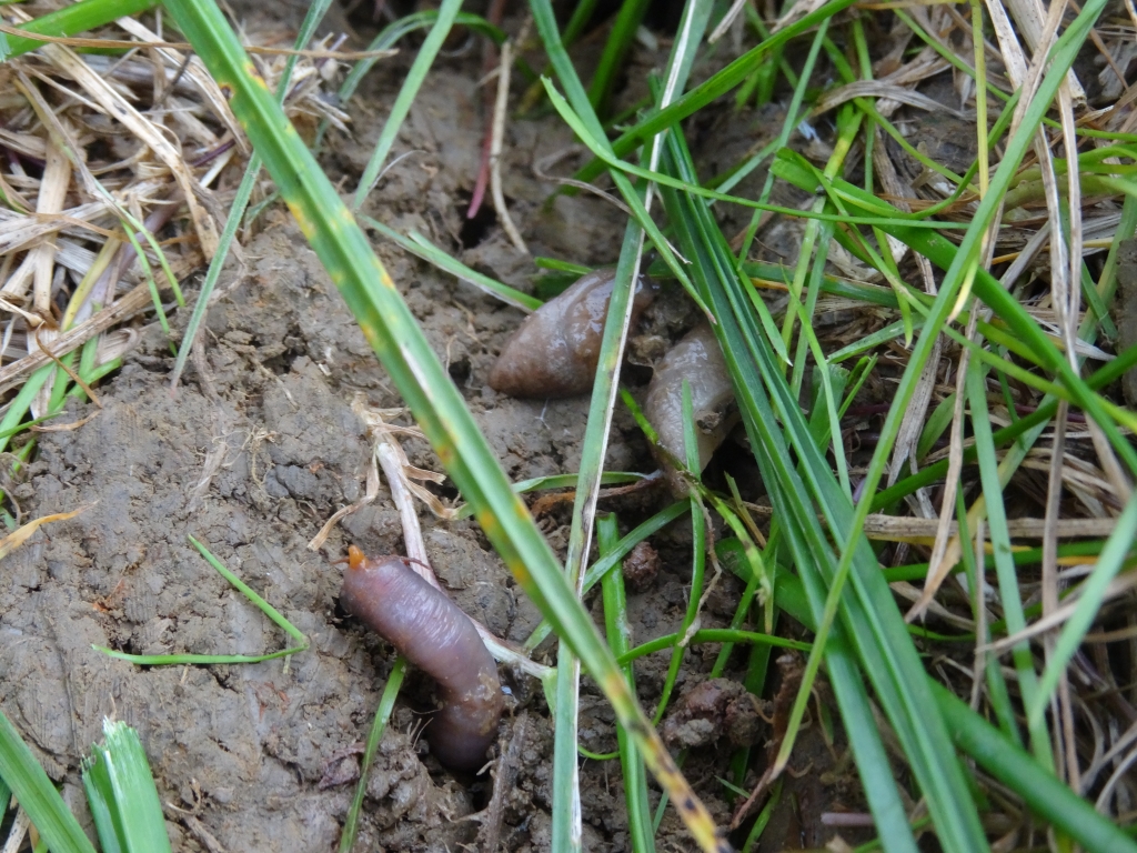 The Spade Test - Agricology