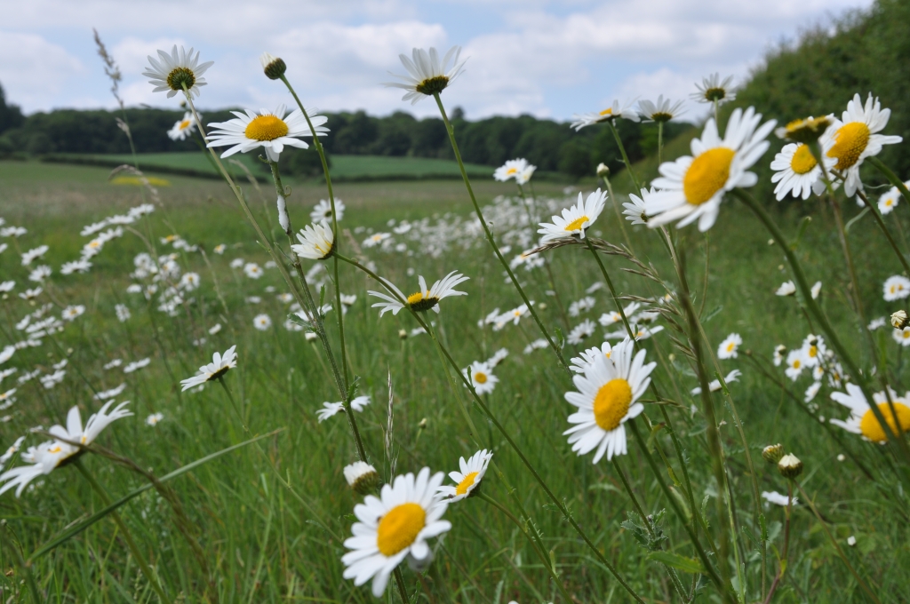 Uncropped habitats for farmland wildlife - Agricology