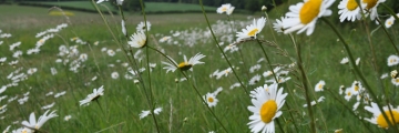 Uncropped habitats for farmland wildlife - Agricology