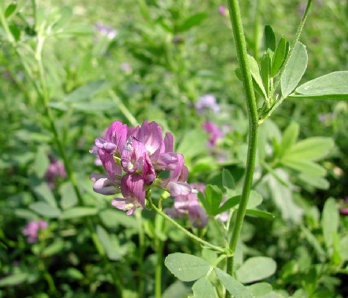 Growing and Feeding Lucerne - Agricology