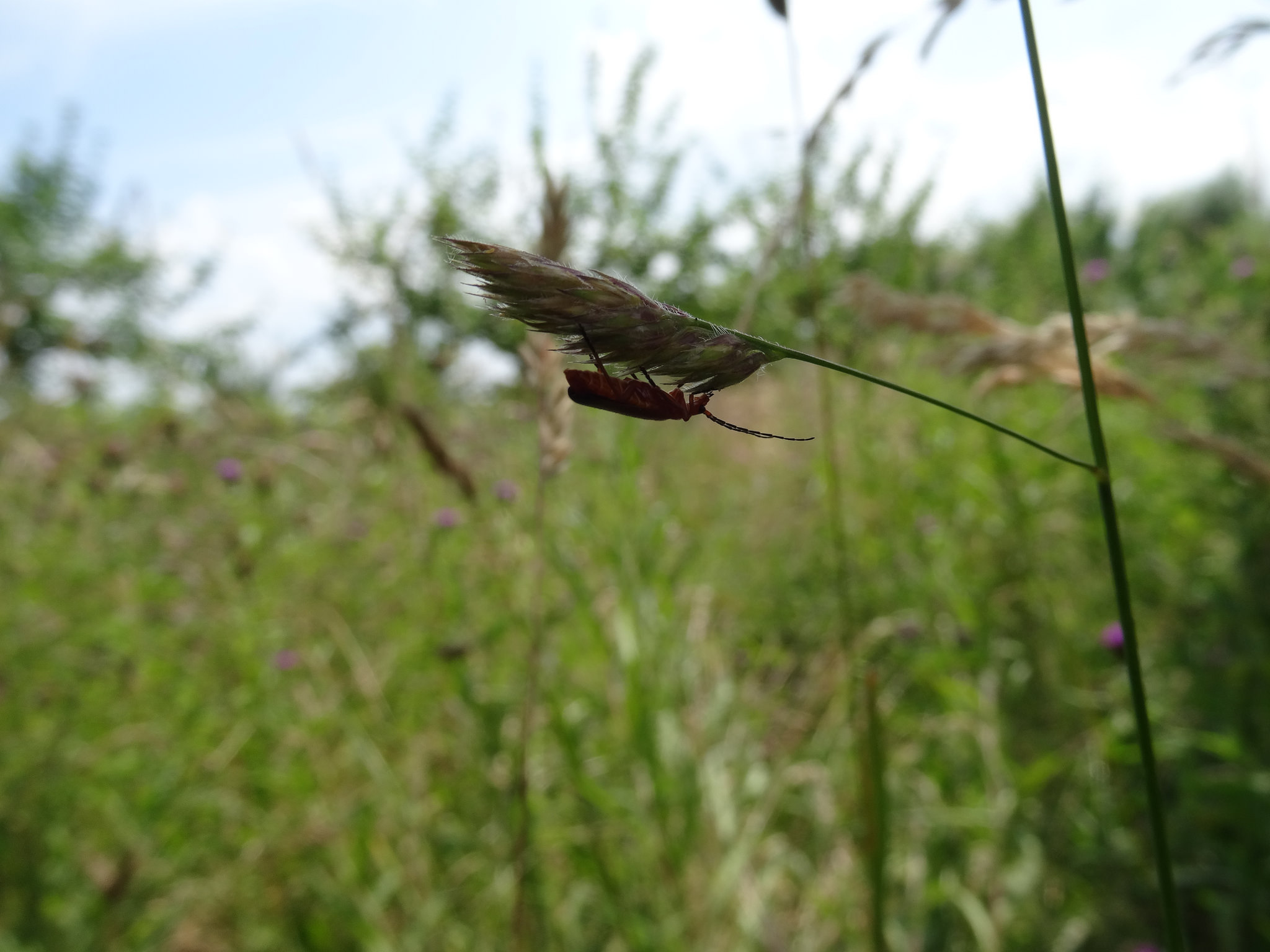 Beetle banks - Agricology
