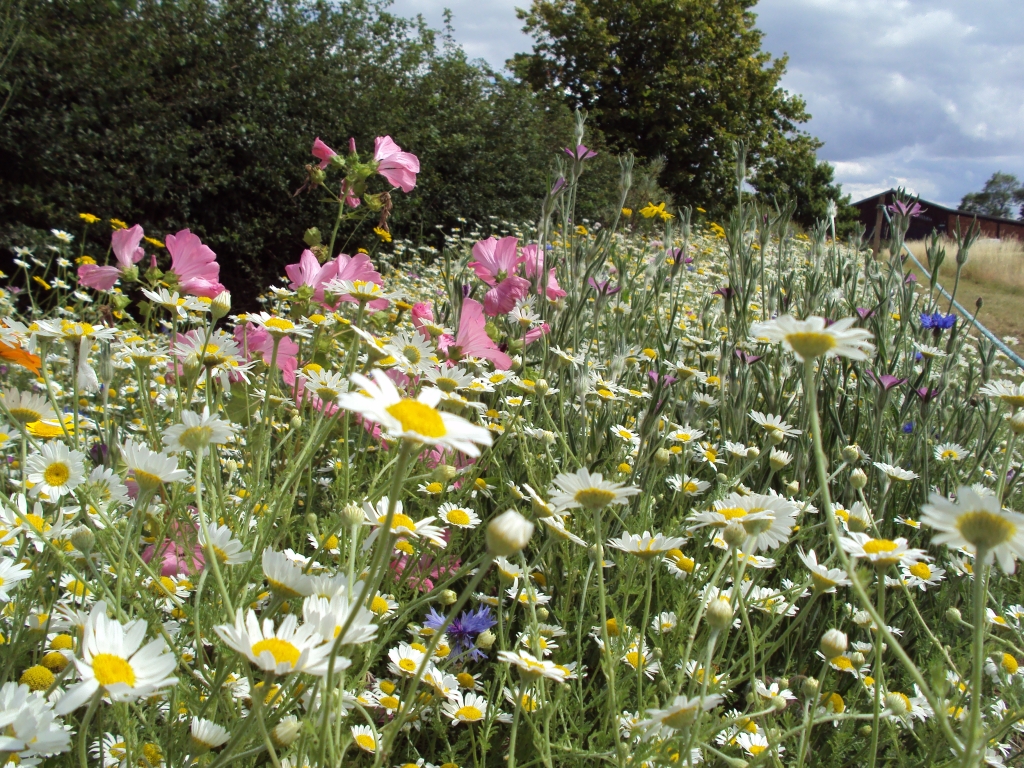 Flower Power - Agricology