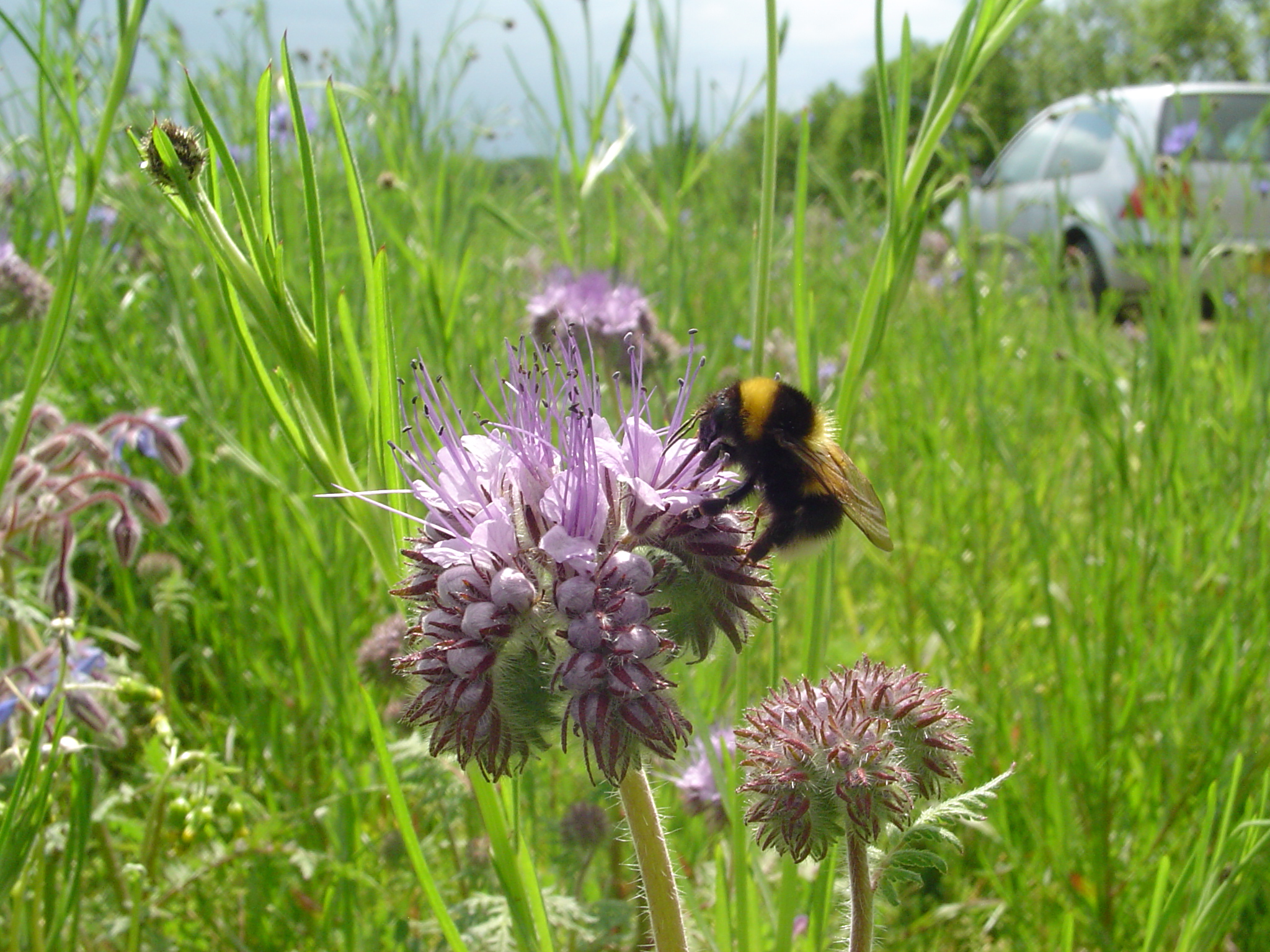 Flower Power - Agricology