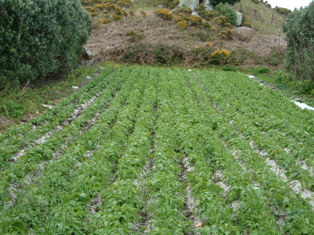 Organic potatoes - Technical guide - Agricology