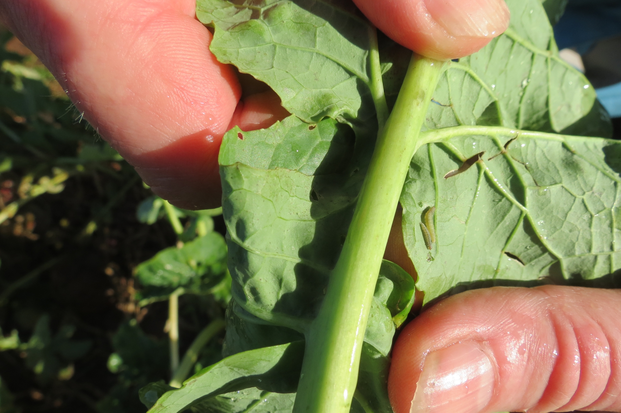 Dealing with diamond-backs! - Agricology