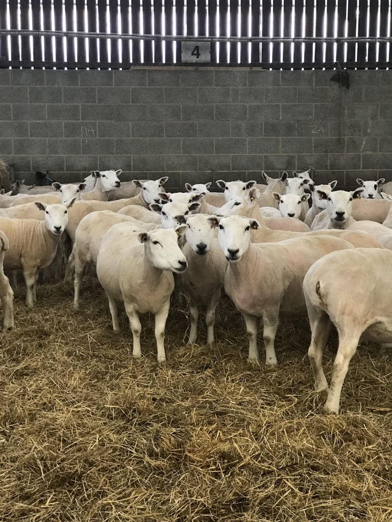 Housing Sheep in January - Agricology Vlog 2019 - Agricology