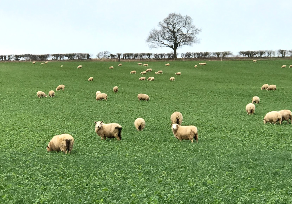 Ley of the Land: Integrating Leys in the Cropping System - Lydia Smith ...