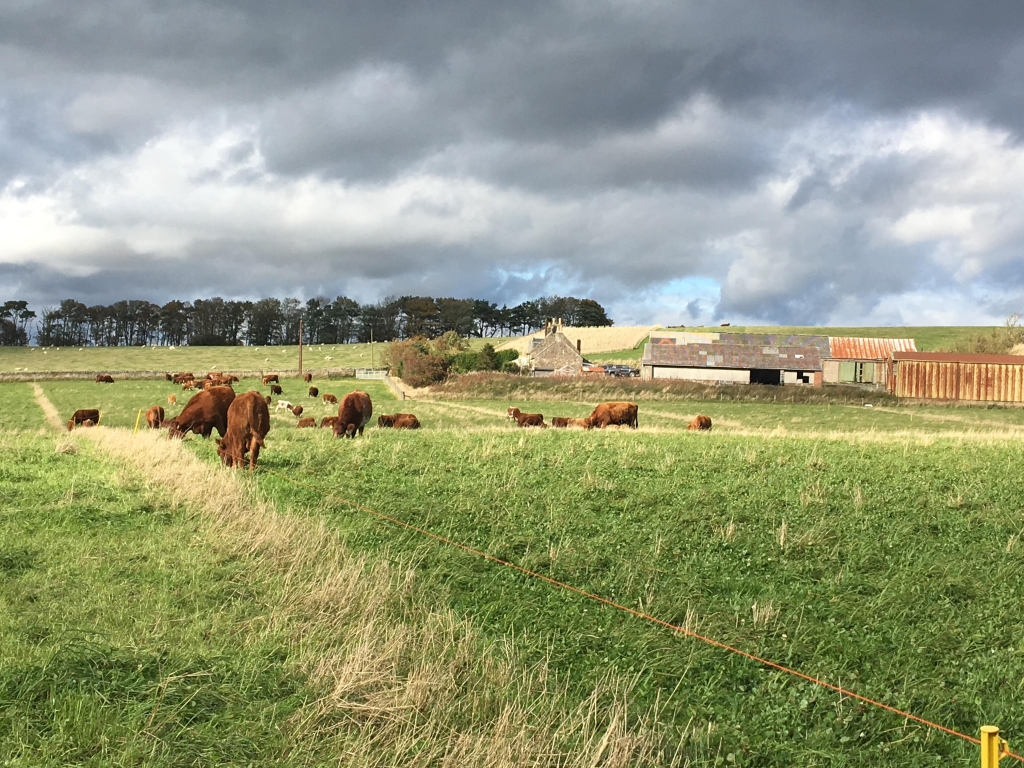 Tall Grass Grazing and the Future of Livestock Farming - Agricology