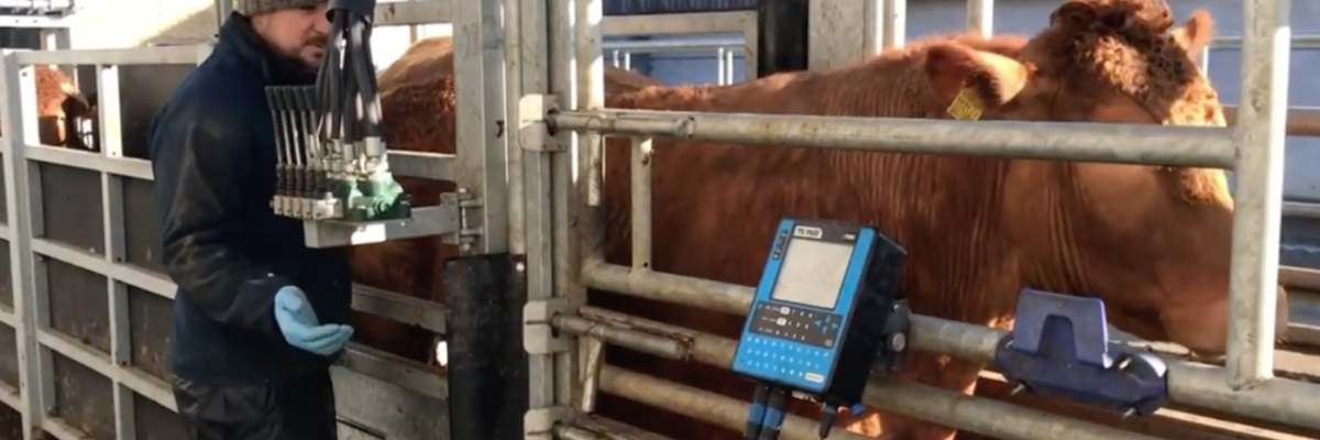 Finishing Cattle on Homegrown Forage - Agricology