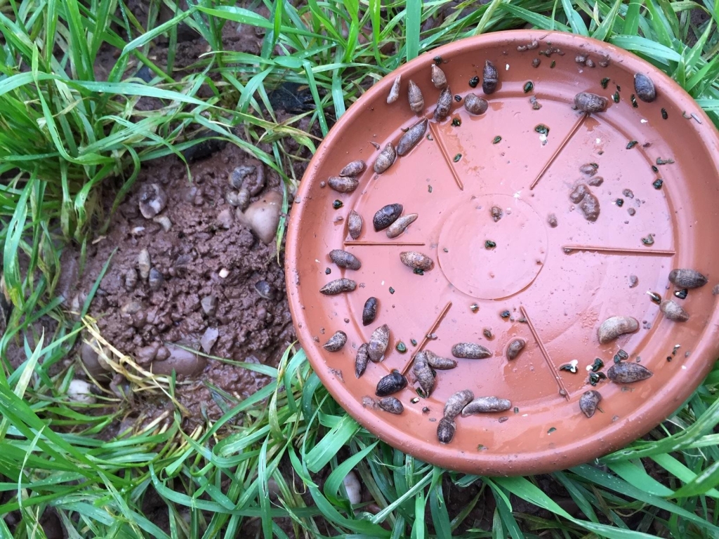 The Secret Life of Slugs - Agricology