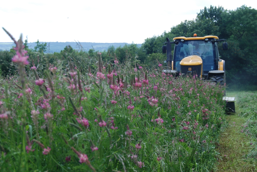 Novel forage crops - Agricology